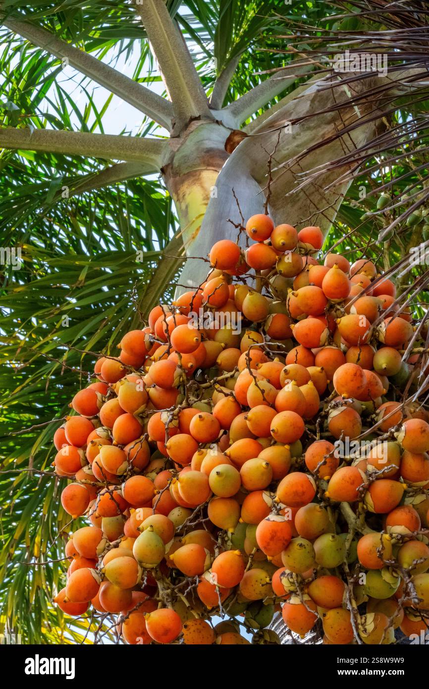 Fruit of foxtail palm tree Stock Photo - Alamy