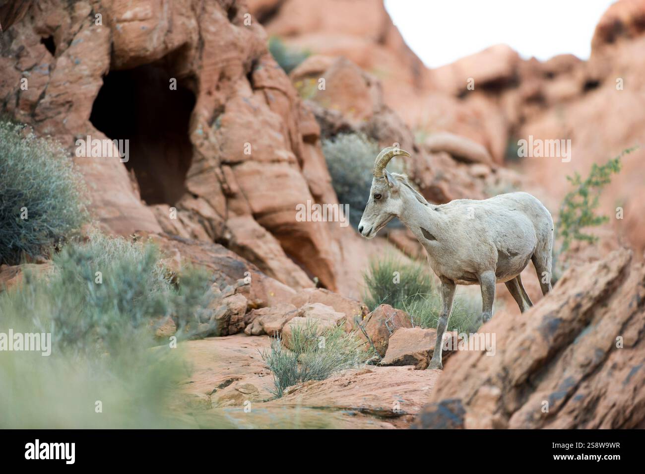 Adult desert bighorn sheep (Ovis canadensis nelsoni), Zion National ...