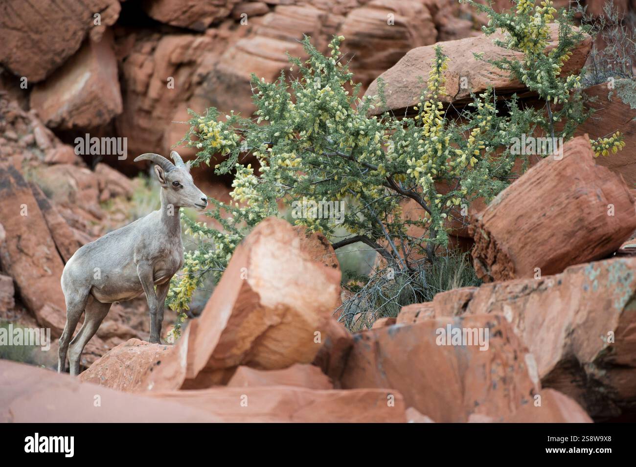 Adult desert bighorn sheep (Ovis canadensis nelsoni), Zion National ...