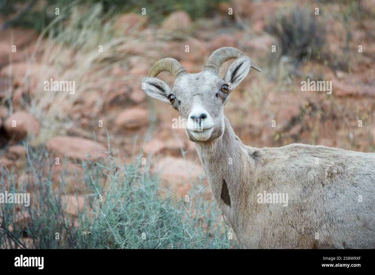 Adult desert bighorn sheep (Ovis canadensis nelsoni), Zion National ...