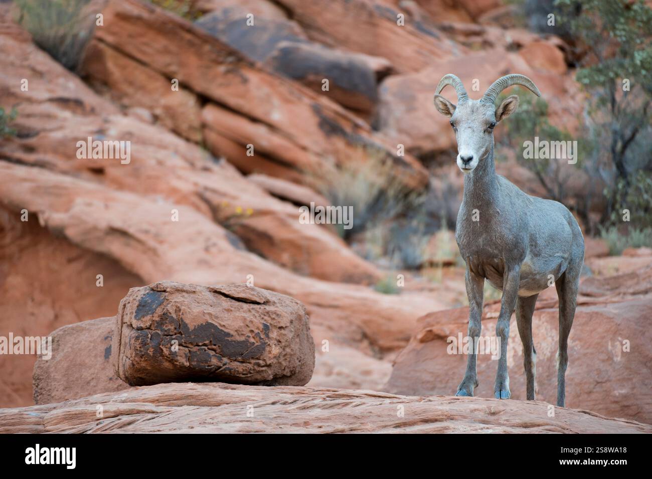Adult desert bighorn sheep (Ovis canadensis nelsoni), Zion National ...