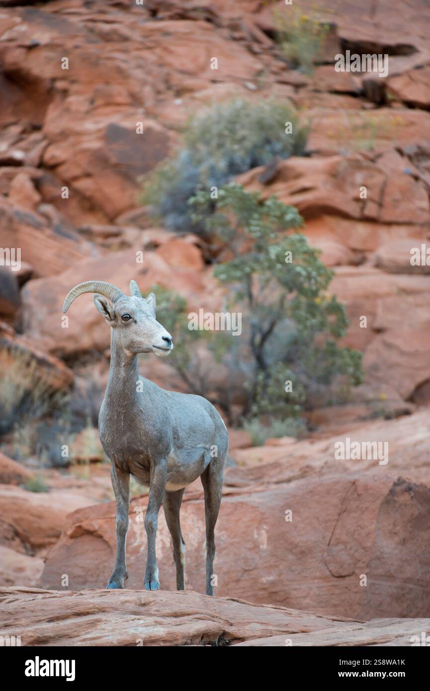 Adult desert bighorn sheep (Ovis canadensis nelsoni), Zion National ...