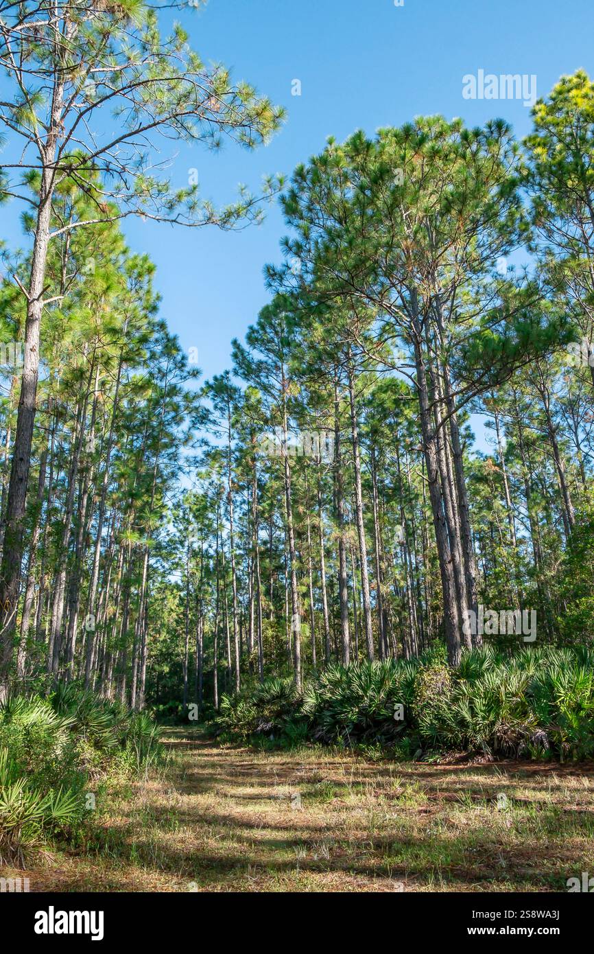 Longleaf Pine Preserve, Deland, Florida Stock Photo - Alamy
