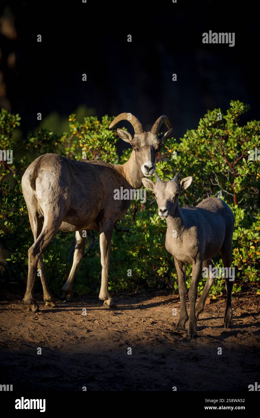 Adult desert bighorn sheep (Ovis canadensis nelsoni), Zion National ...
