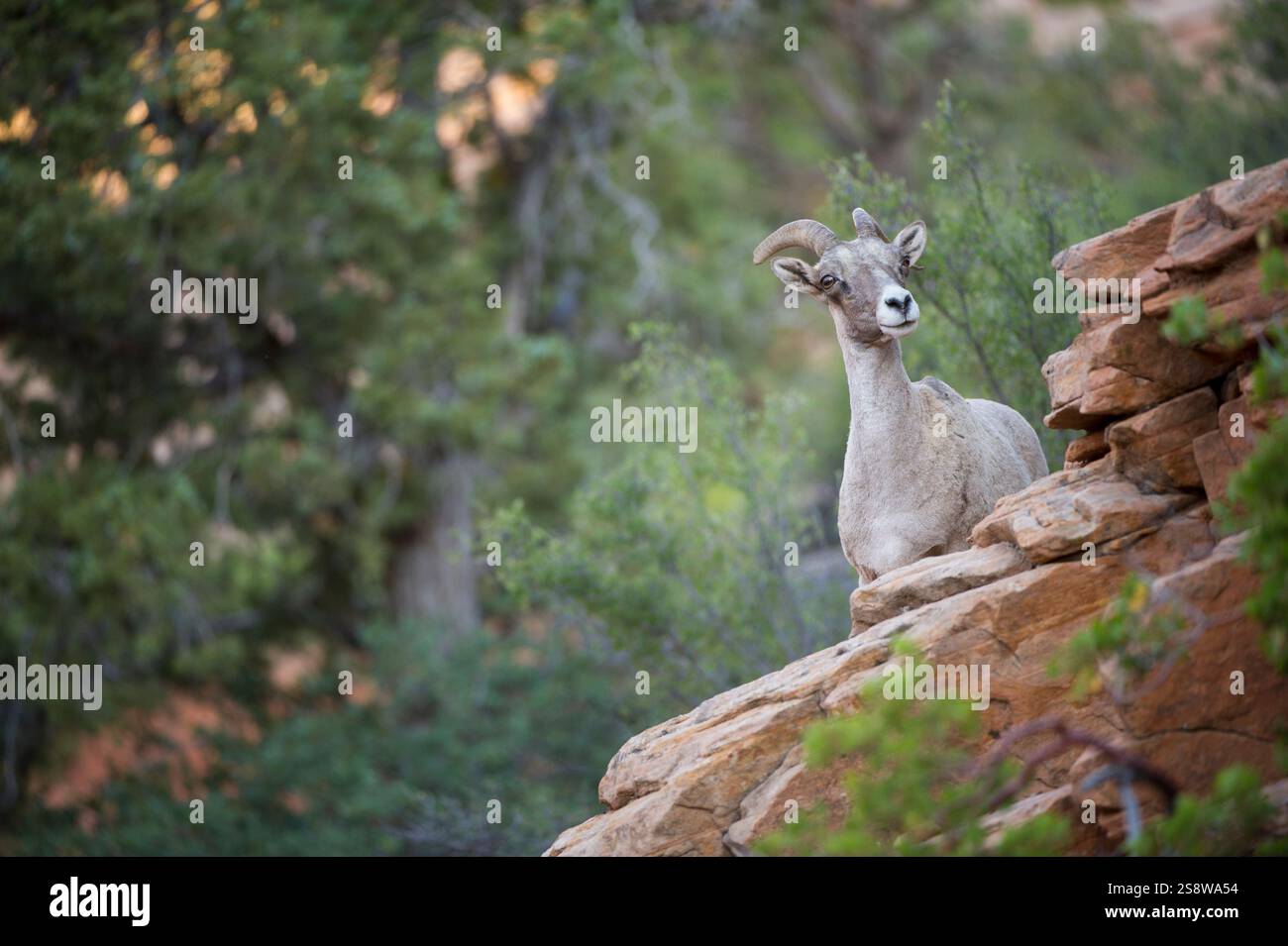 Adult desert bighorn sheep (Ovis canadensis nelsoni), Zion National ...