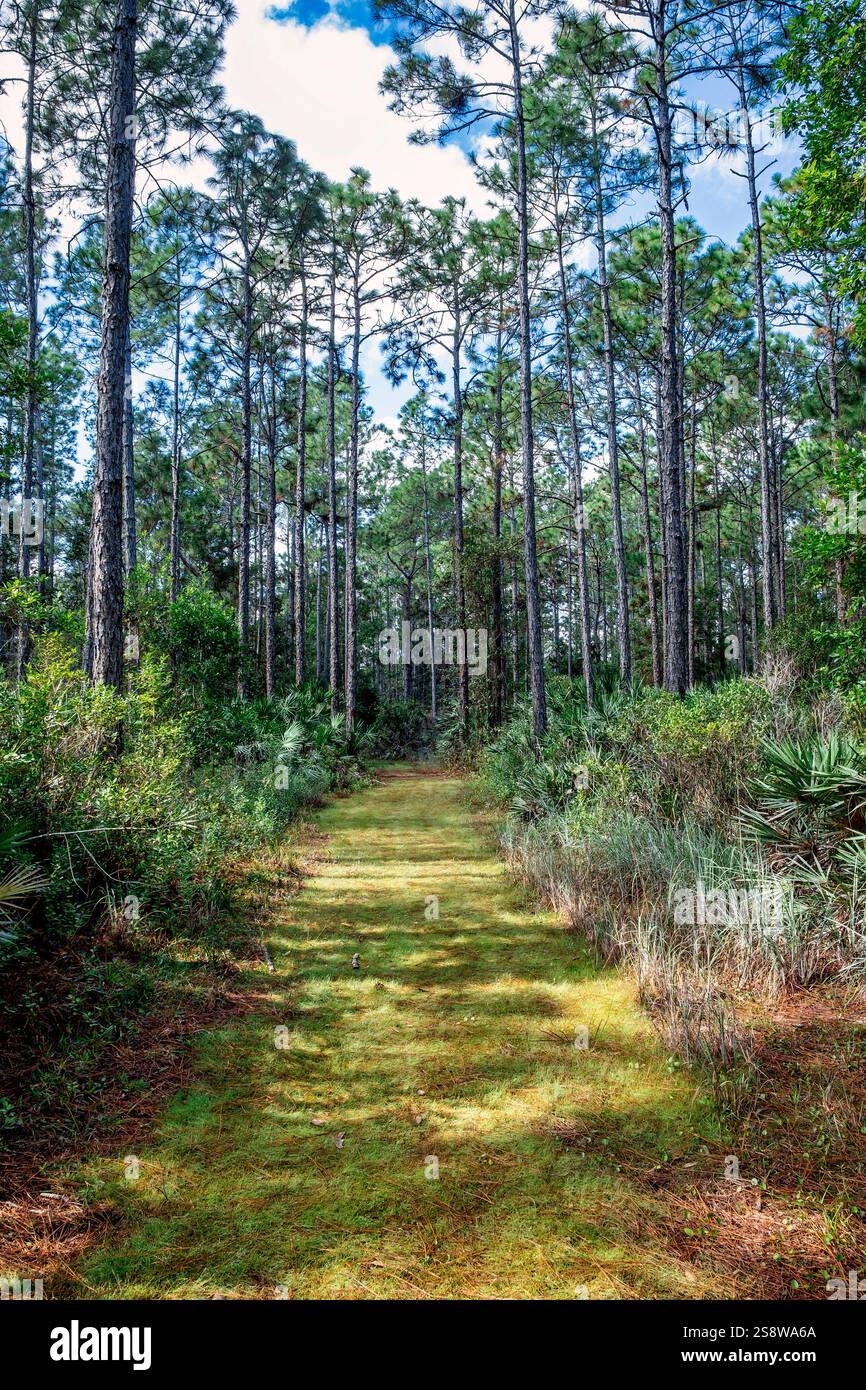 Longleaf pine forest, Florida Stock Photo - Alamy