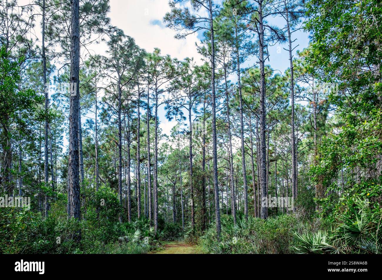 Longleaf pine forest, Florida Stock Photo - Alamy