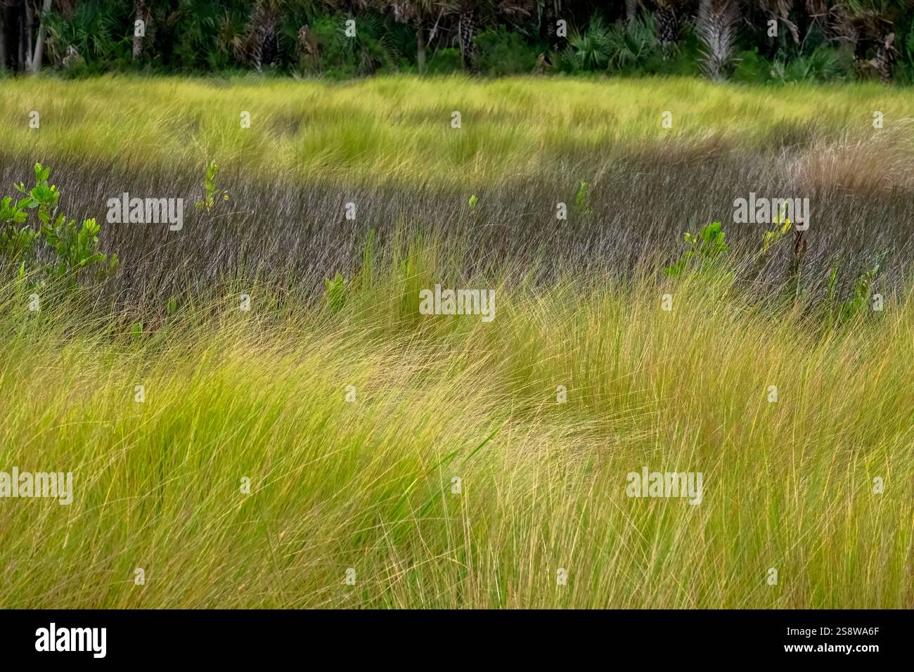 Cordgrass hi-res stock photography and images - Alamy