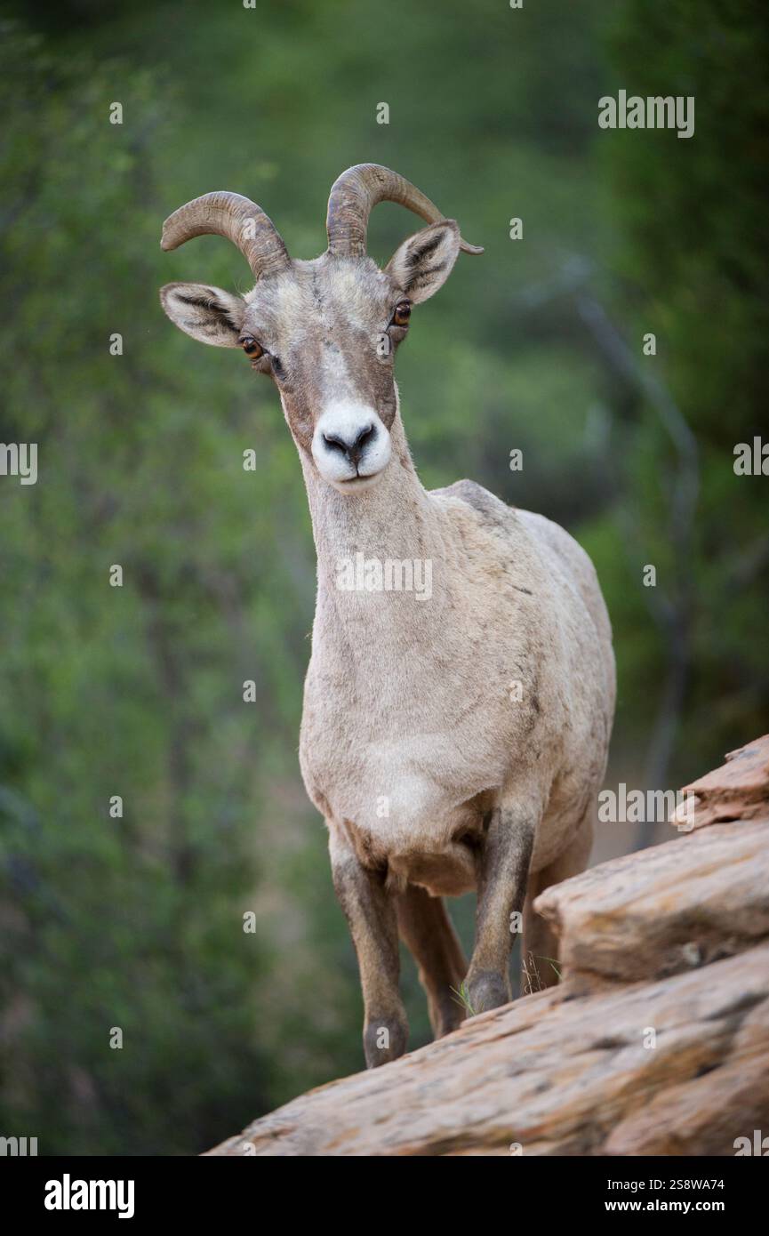 Adult desert bighorn sheep (Ovis canadensis nelsoni), Zion National ...
