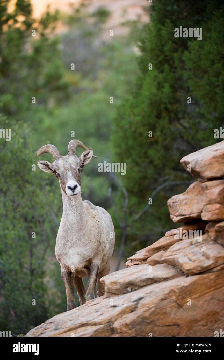 Adult desert bighorn sheep (Ovis canadensis nelsoni), Zion National ...
