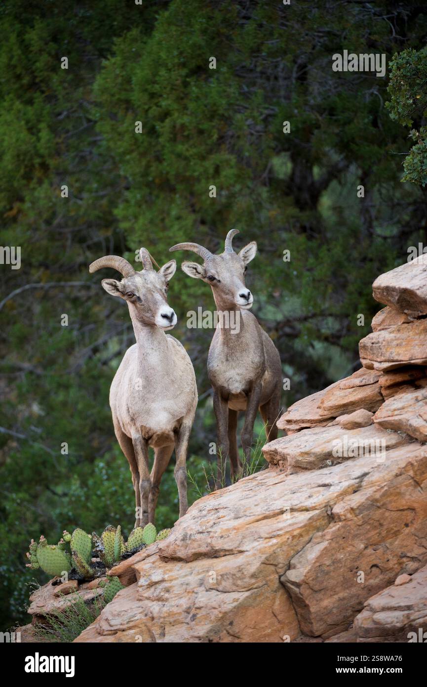 Adult desert bighorn sheep (Ovis canadensis nelsoni), Zion National ...