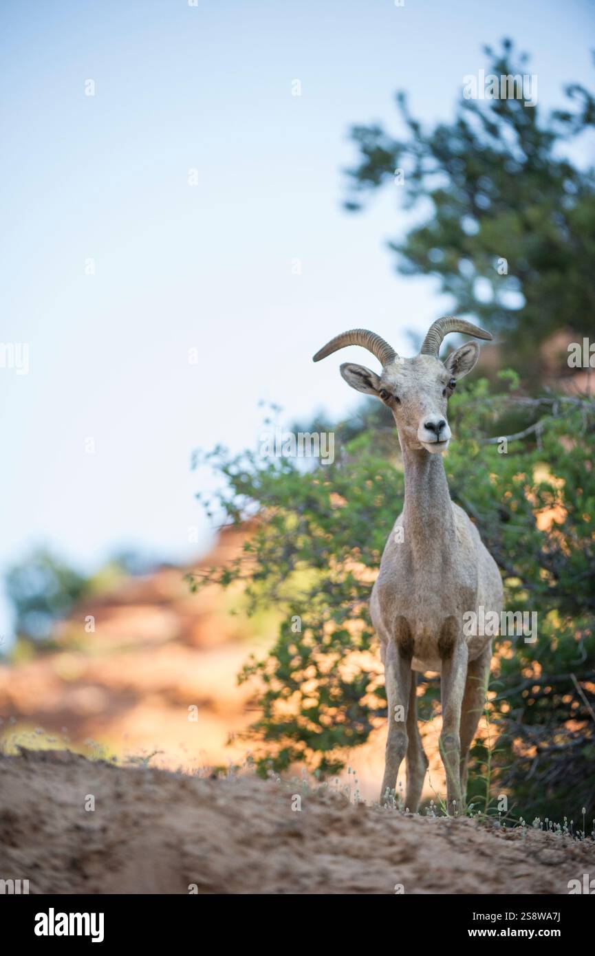 Adult desert bighorn sheep (Ovis canadensis nelsoni), Zion National ...