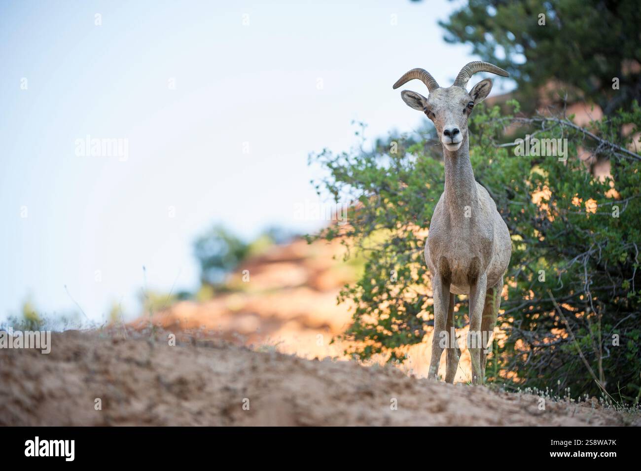 Adult desert bighorn sheep (Ovis canadensis nelsoni), Zion National ...