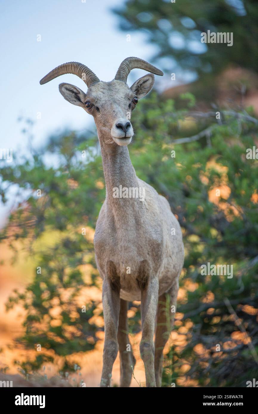 Adult desert bighorn sheep (Ovis canadensis nelsoni), Zion National ...