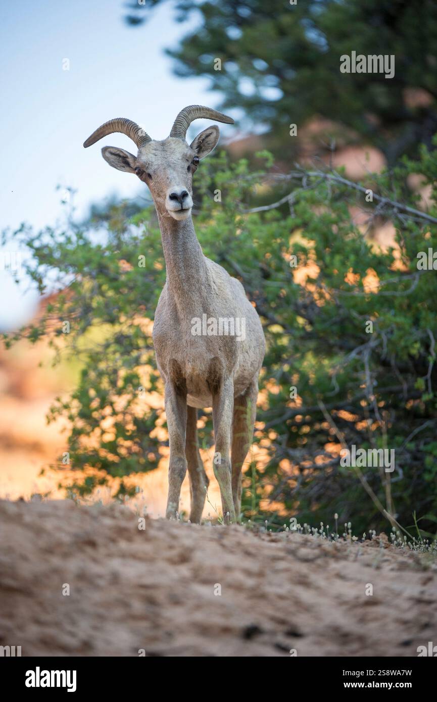 Adult desert bighorn sheep (Ovis canadensis nelsoni), Zion National ...