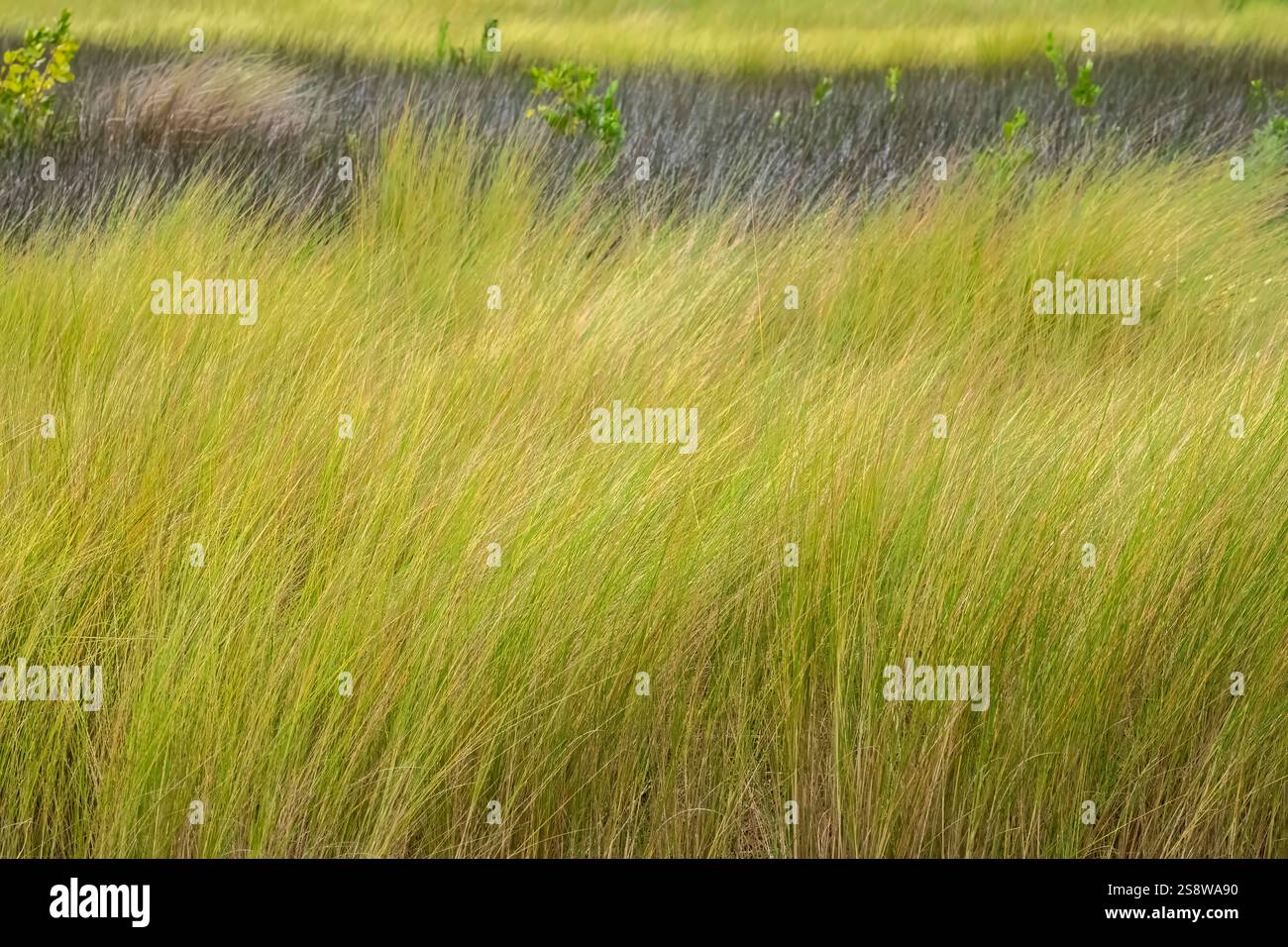 Saltmeadow cordgrass, Florida Stock Photo - Alamy