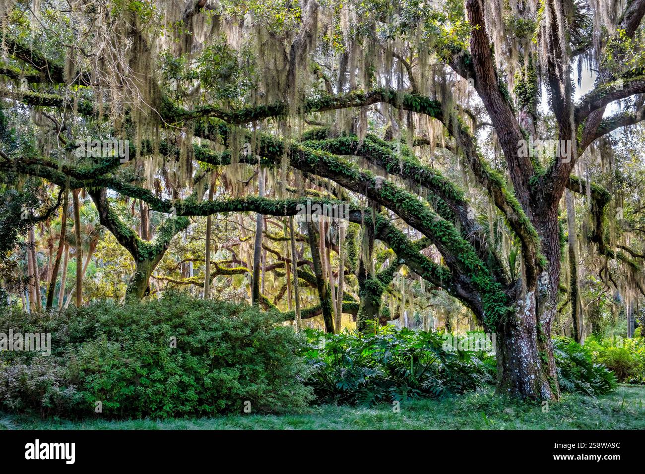 Live oak trees, Washington Oaks Gardens State Park, Palm Coast, Florida ...