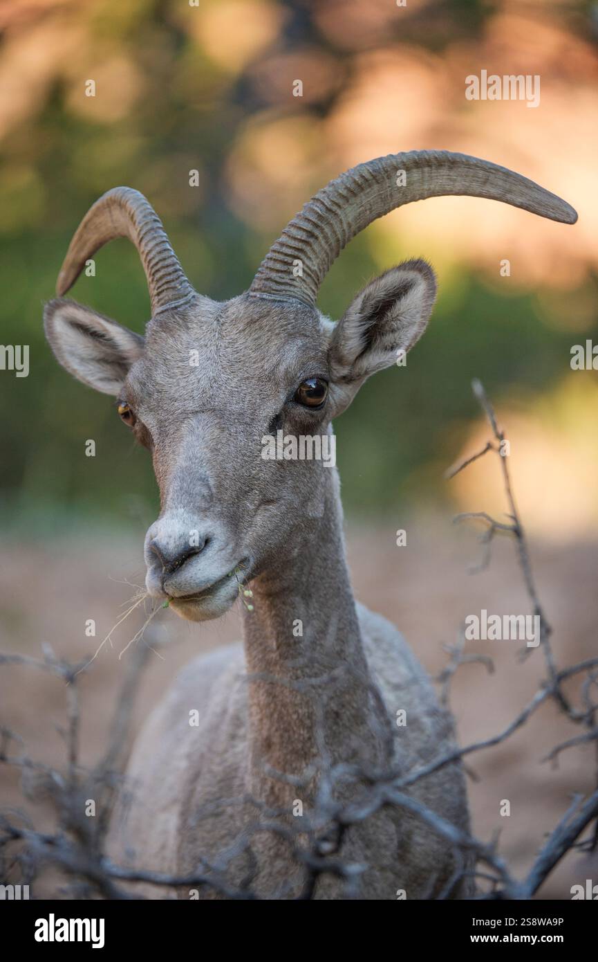 Adult desert bighorn sheep (Ovis canadensis nelsoni), Zion National ...