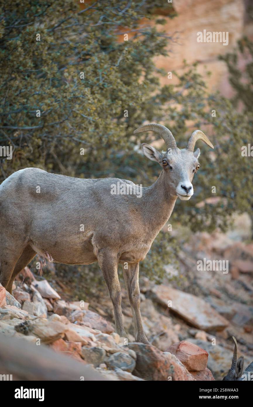 Adult desert bighorn sheep (Ovis canadensis nelsoni), Zion National ...