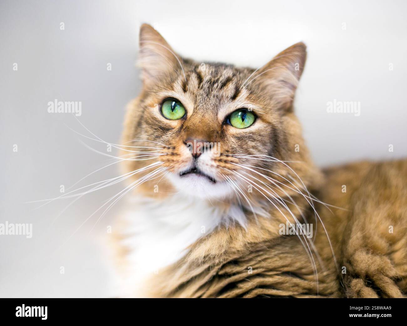 A domestic medium hair tabby cat with bright green eyes Stock Photo - Alamy