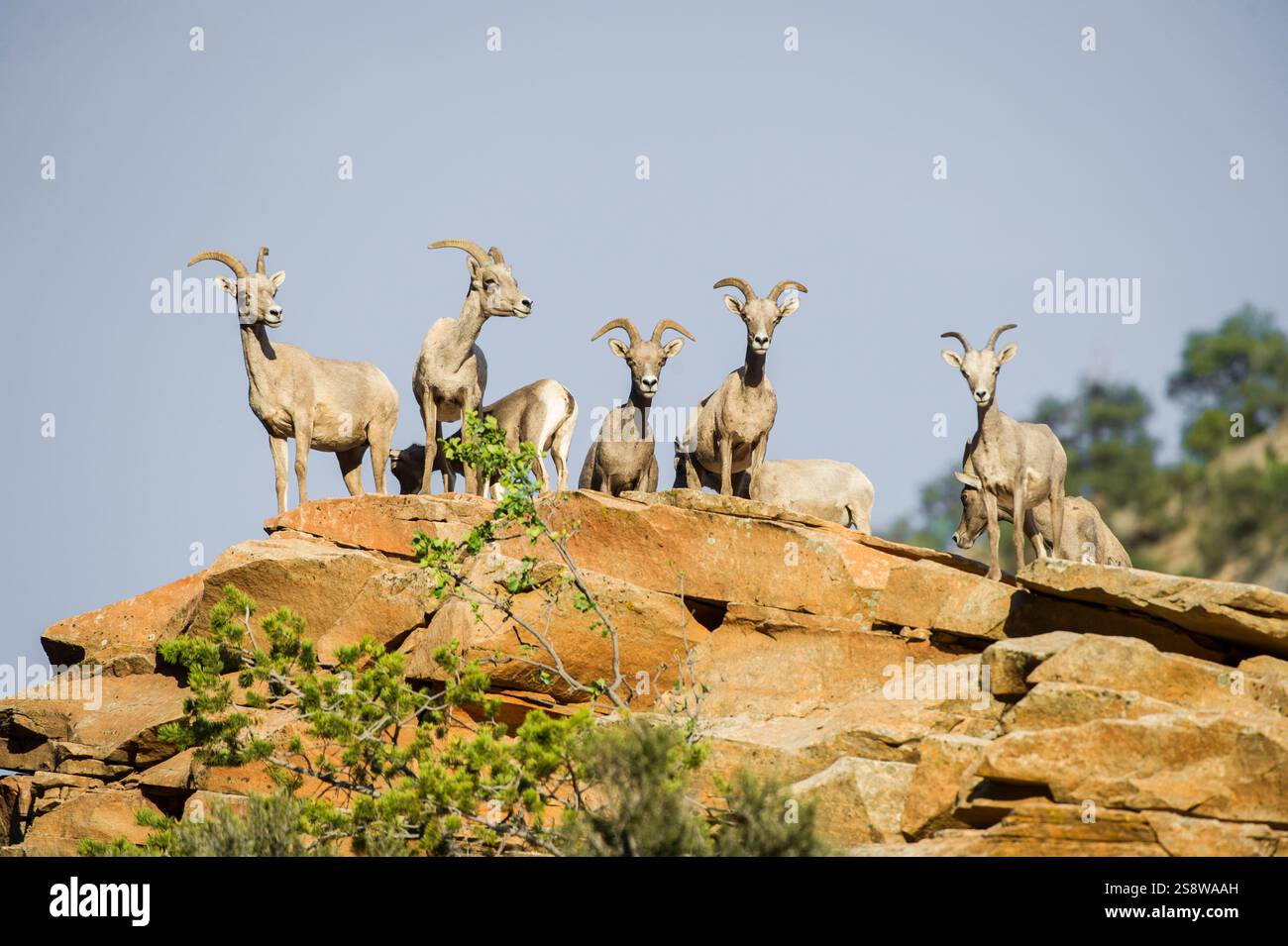 Adult desert bighorn sheep (Ovis canadensis nelsoni), Zion National ...