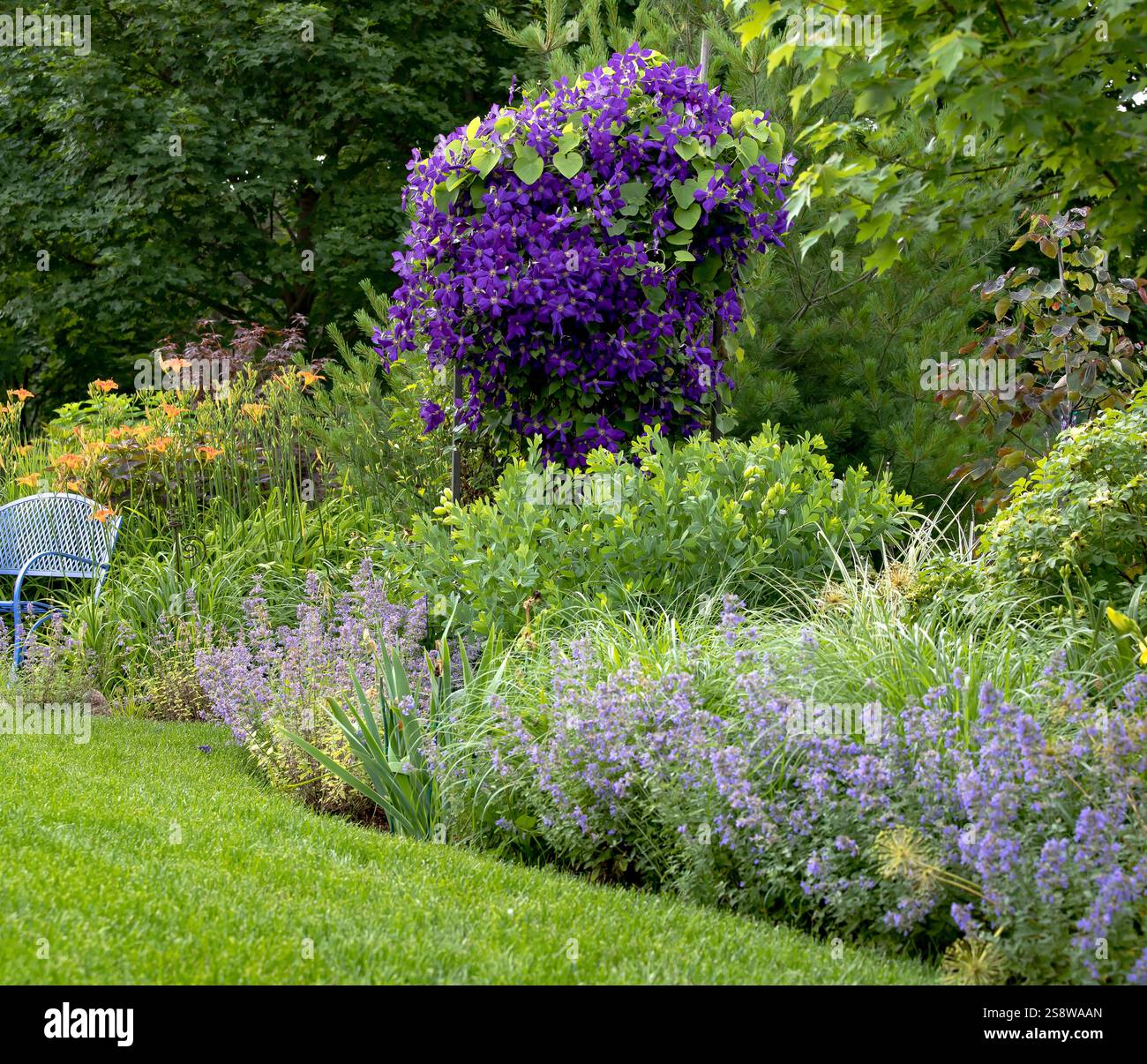 Jackmanii clematis, Dutchman's pipe vine and lavender catmint highlight ...