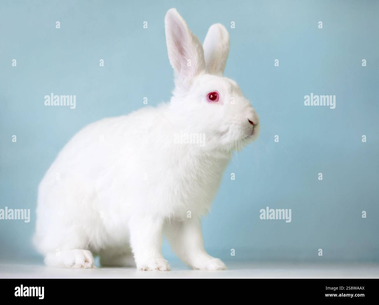 Albinism eyes hi-res stock photography and images - Alamy