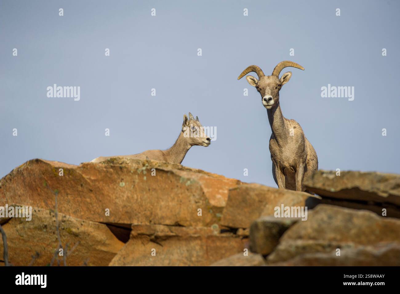 Adult desert bighorn sheep (Ovis canadensis nelsoni), Zion National ...