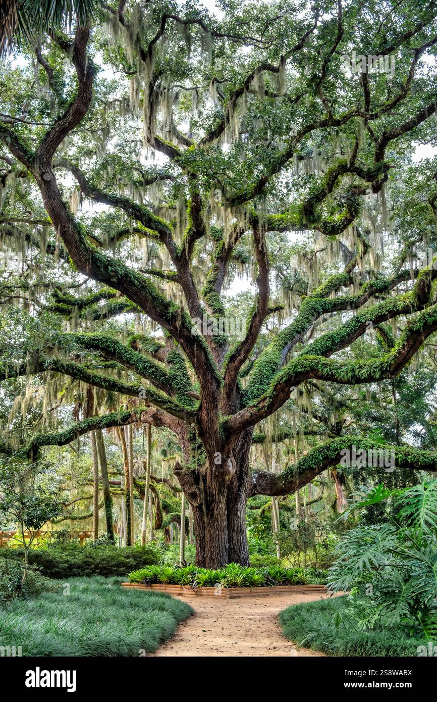 Live oak trees, Washington Oaks Gardens State Park, Palm Coast, Florida ...