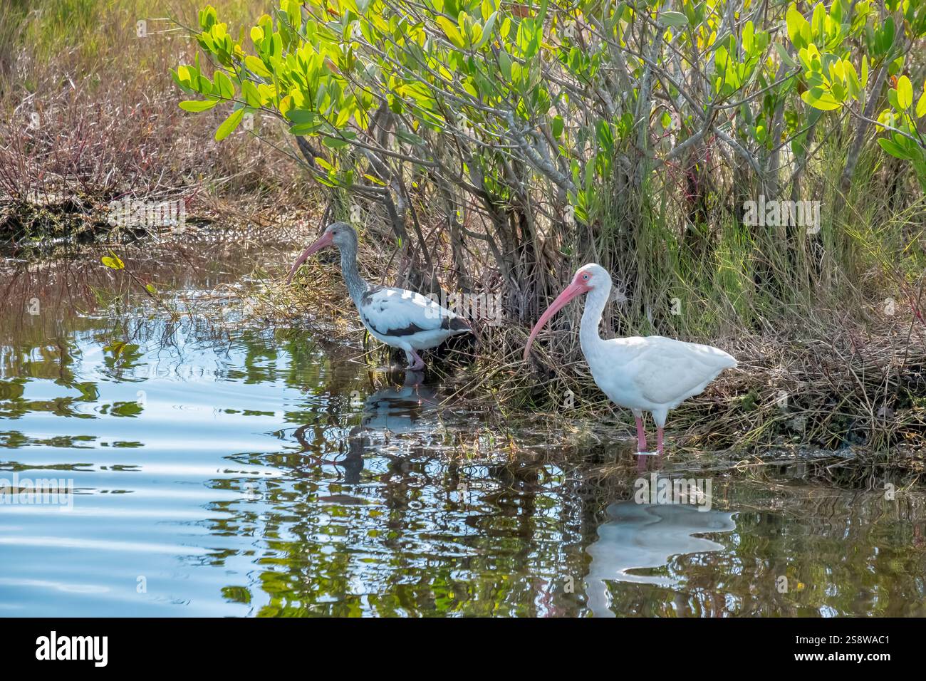 American white ibis, Merritt Island National Wildlife Refuge, Florida ...