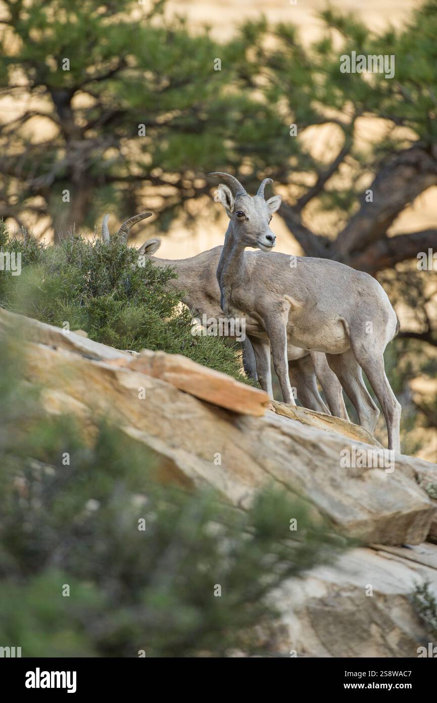 Adult desert bighorn sheep (Ovis canadensis nelsoni), Zion National ...
