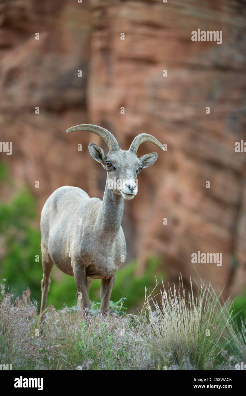 Adult desert bighorn sheep (Ovis canadensis nelsoni), Zion National ...