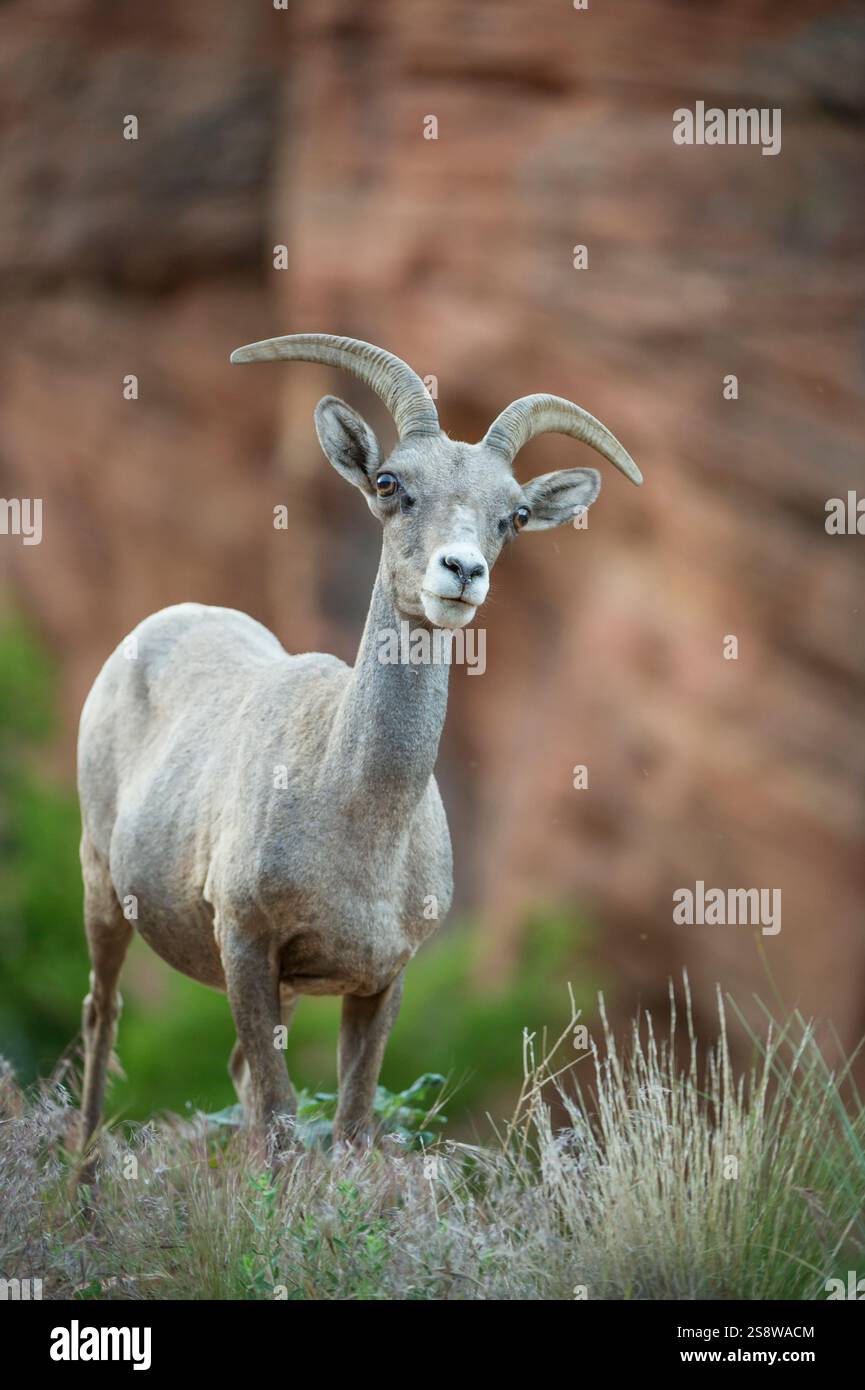 Adult desert bighorn sheep (Ovis canadensis nelsoni), Zion National ...