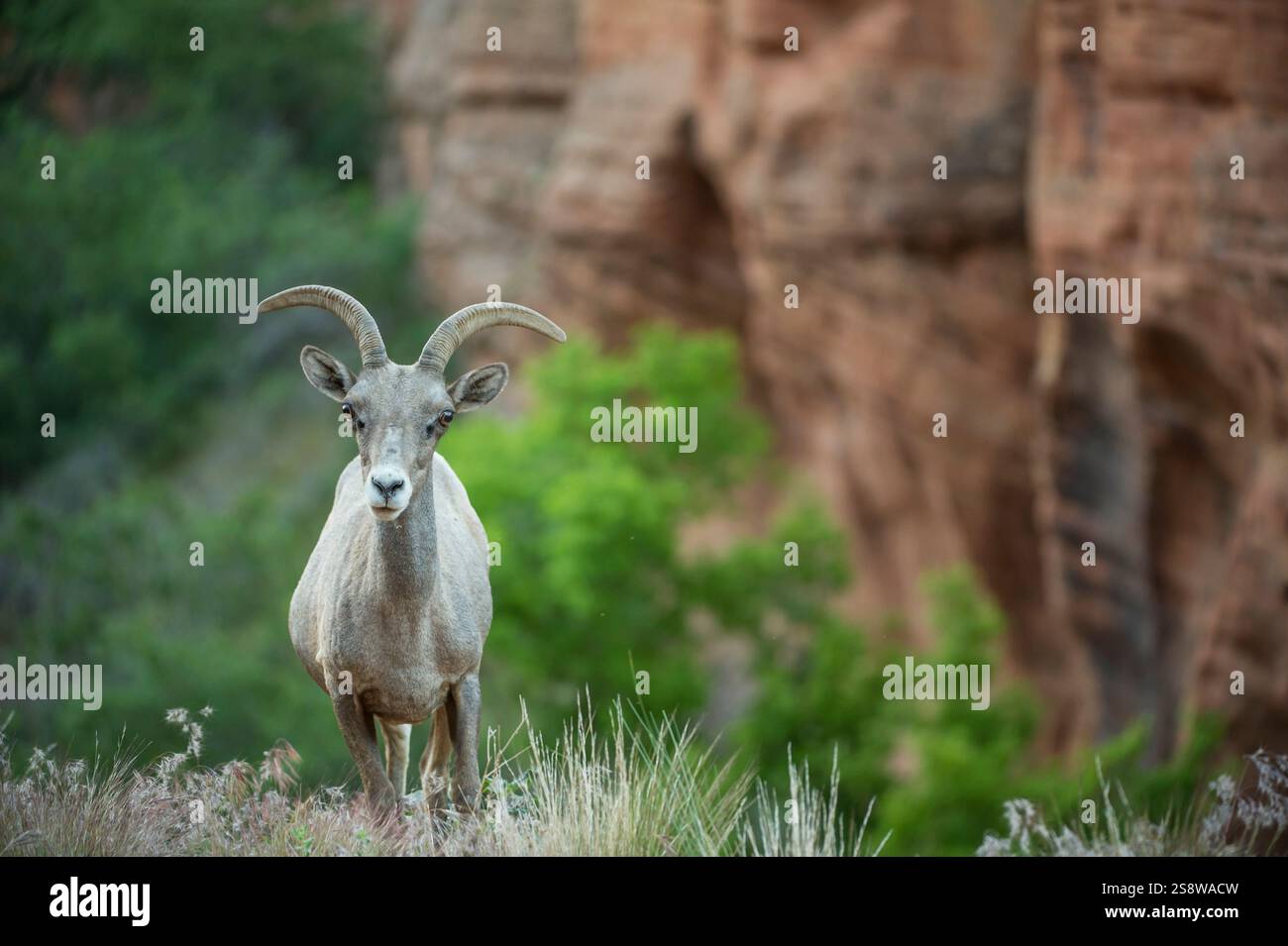 Adult desert bighorn sheep (Ovis canadensis nelsoni), Zion National ...