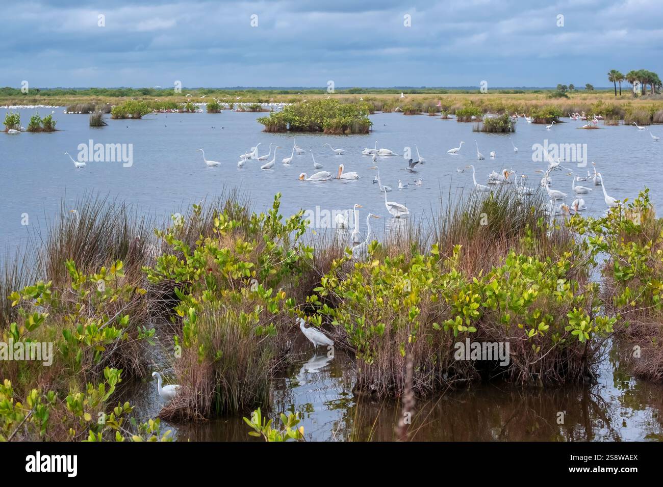 Birds in marsh at Merritt Island National Wildlife Refuge, Florida ...