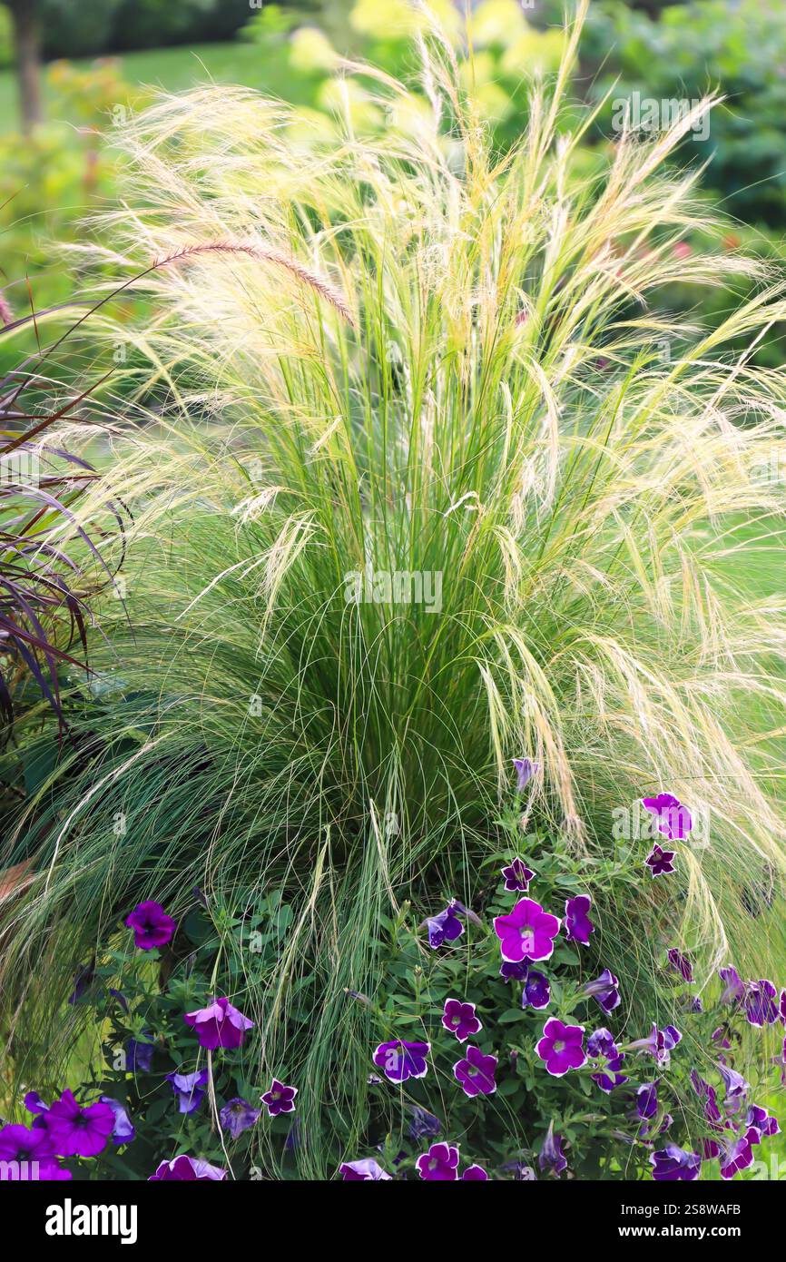 Mexican feather grass cascading down with pink petunias in a container ...