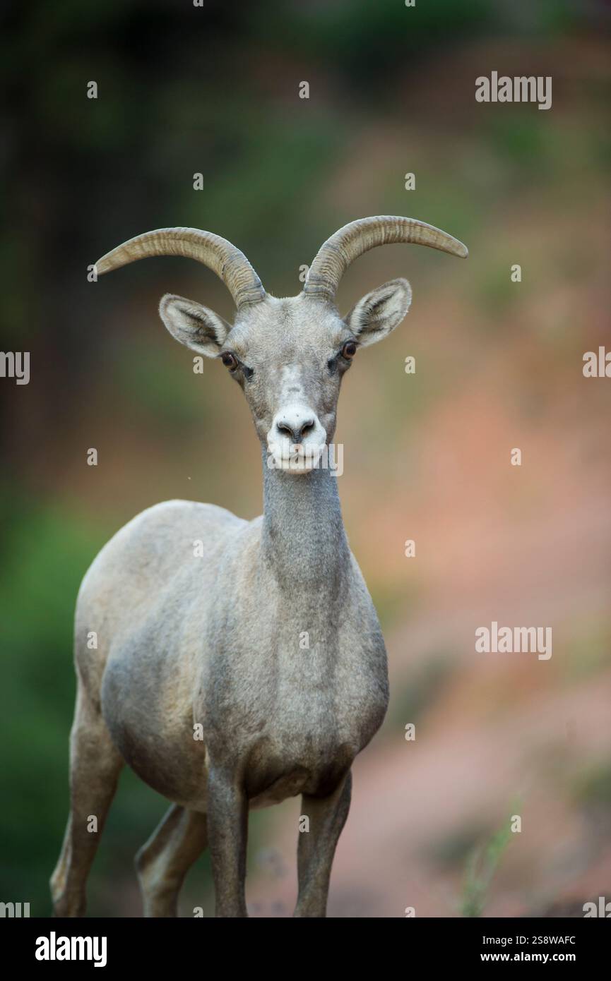 Adult desert bighorn sheep (Ovis canadensis nelsoni), Zion National ...