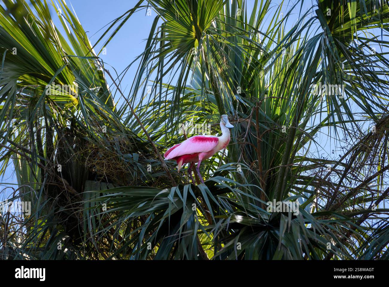 Very pink Roseate Spoonbill sits in a palm tree in Florida Stock Photo ...