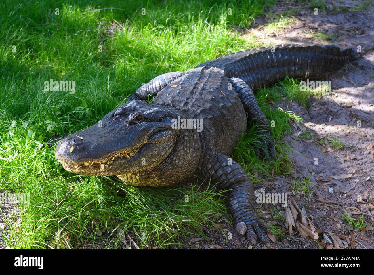 Huge, impressive alligator sits in the grass looking out at the camera ...