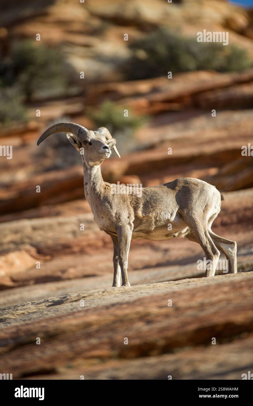 Adult desert bighorn sheep (Ovis canadensis nelsoni), Zion National ...