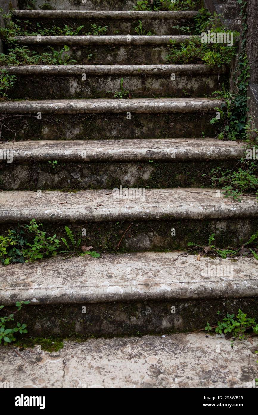 The ivy-covered stairs of an old, abandoned house. Umbra Forest ...