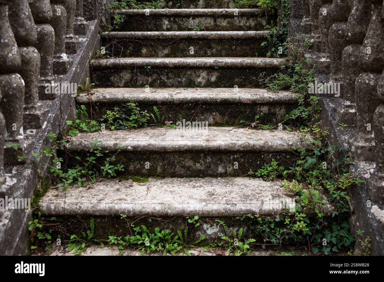 The ivy-covered stairs of an old, abandoned house. Umbra Forest ...