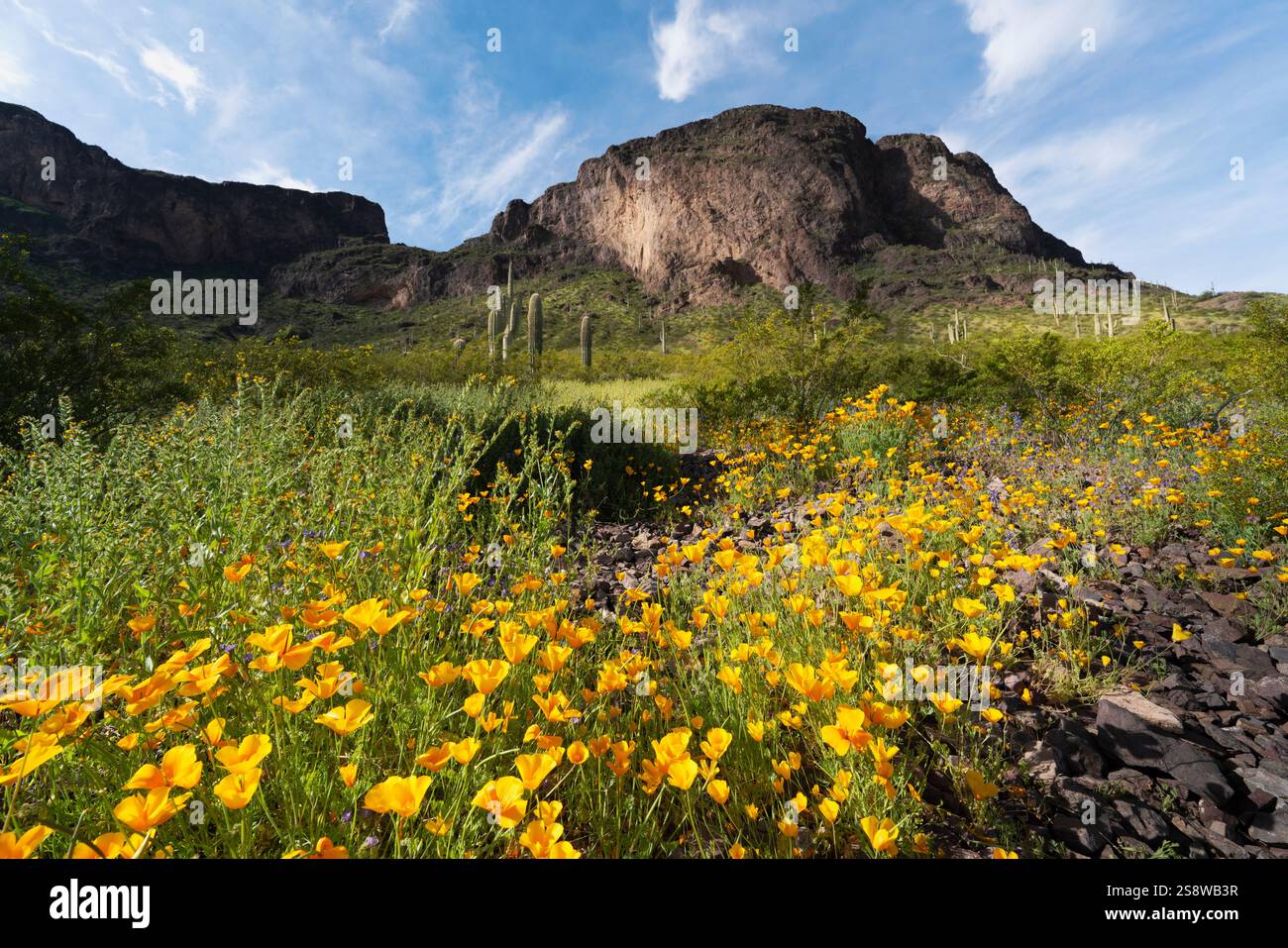 USA, Arizona, Picacho Peak State Park. Landscape with poppy flowers and Picacho Peak Stock Photo ...