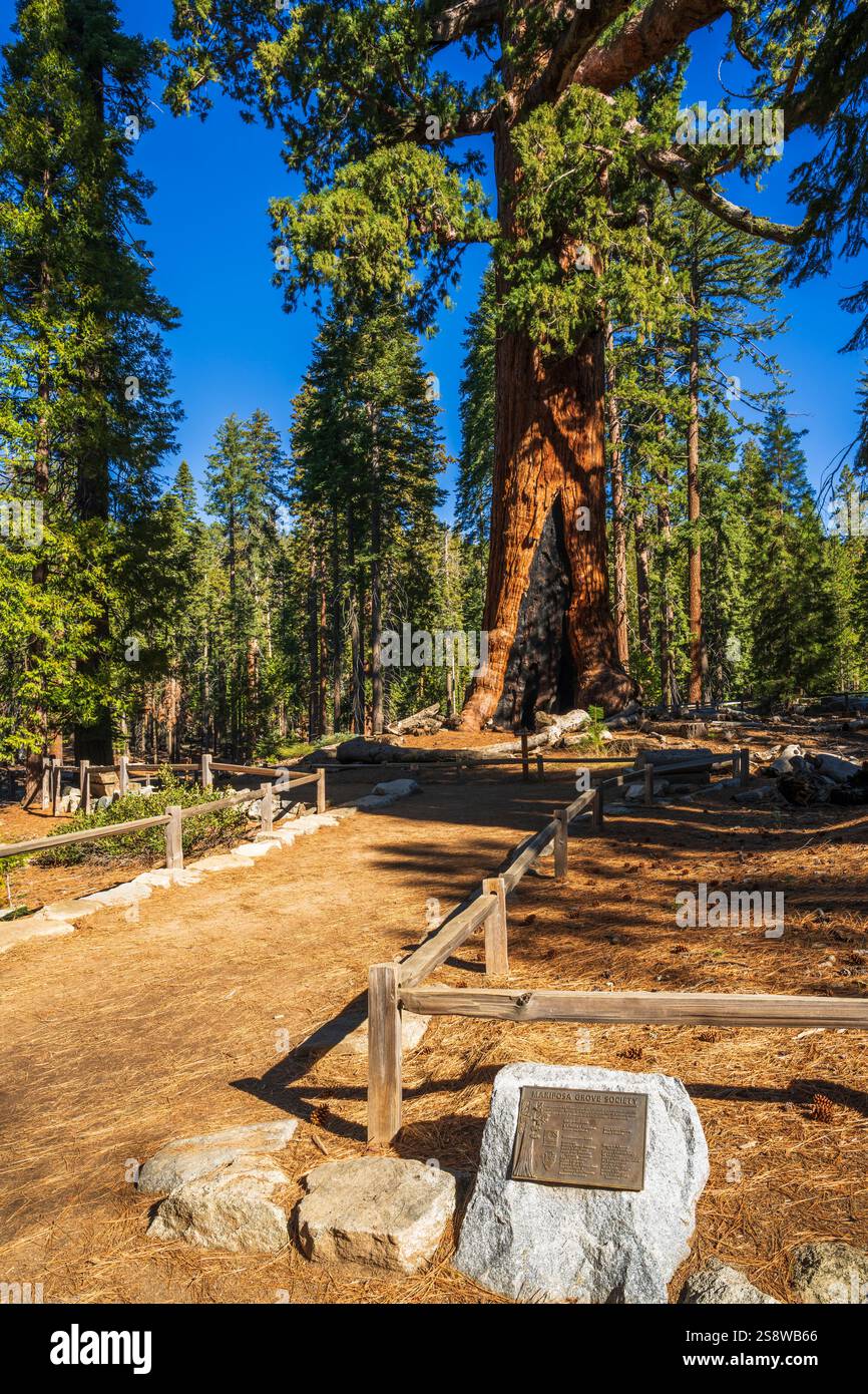 The Grizzly Giant Sequoia tree at Mariposa Grove, Yosemite National ...