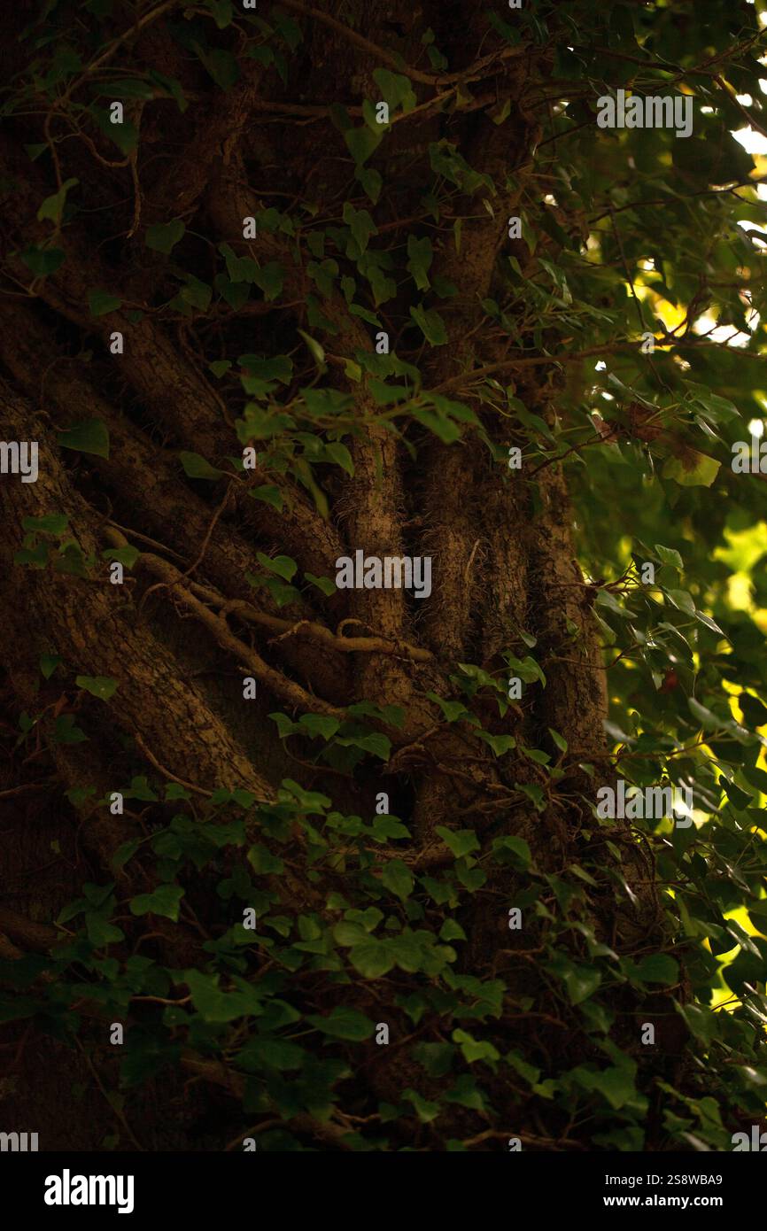 Wild vines and ivy cling to the trunk of a beech tree. Umbra Forest ...