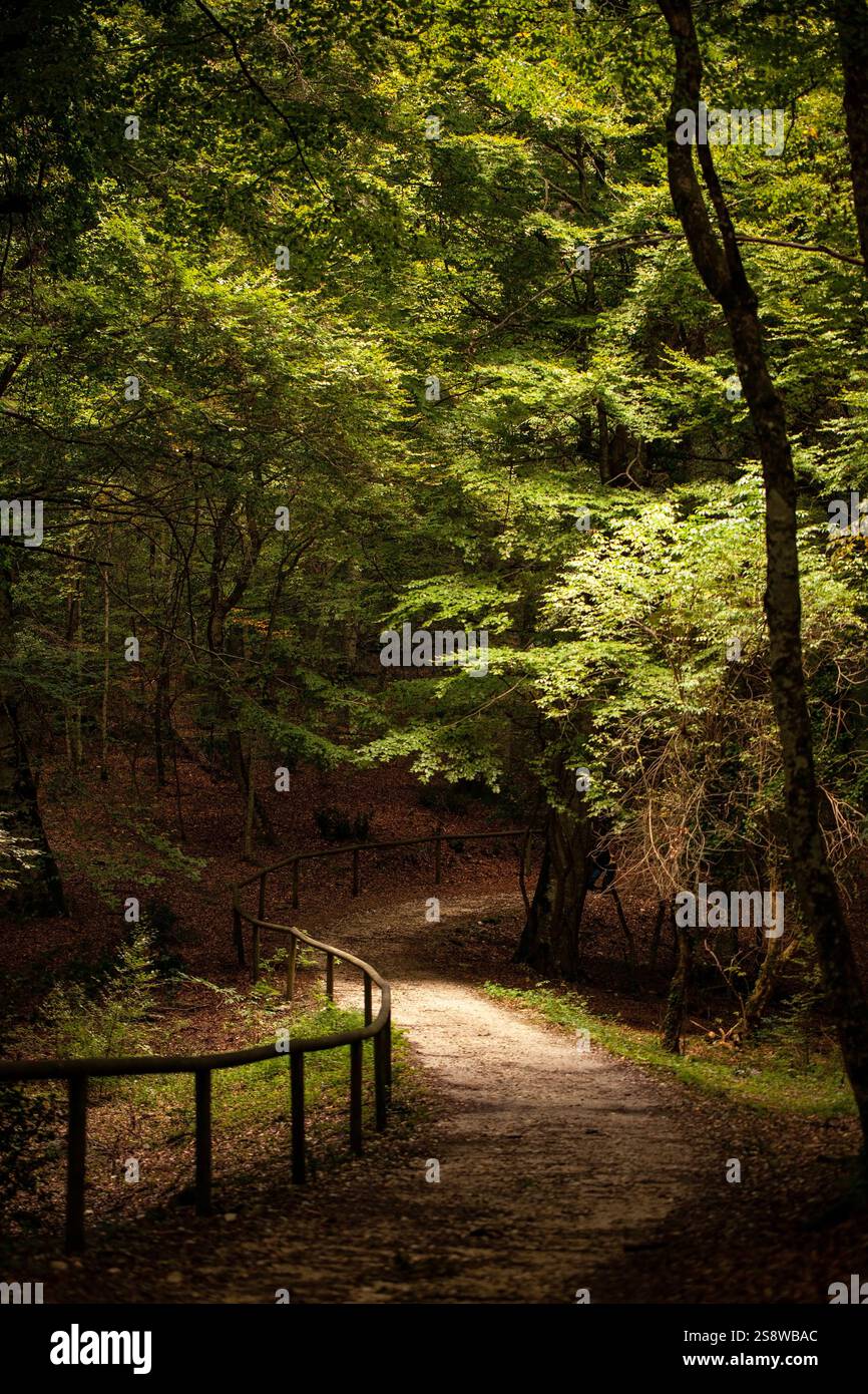 A scenic hiking trail through the dark and mysterious Umbra Forest ...