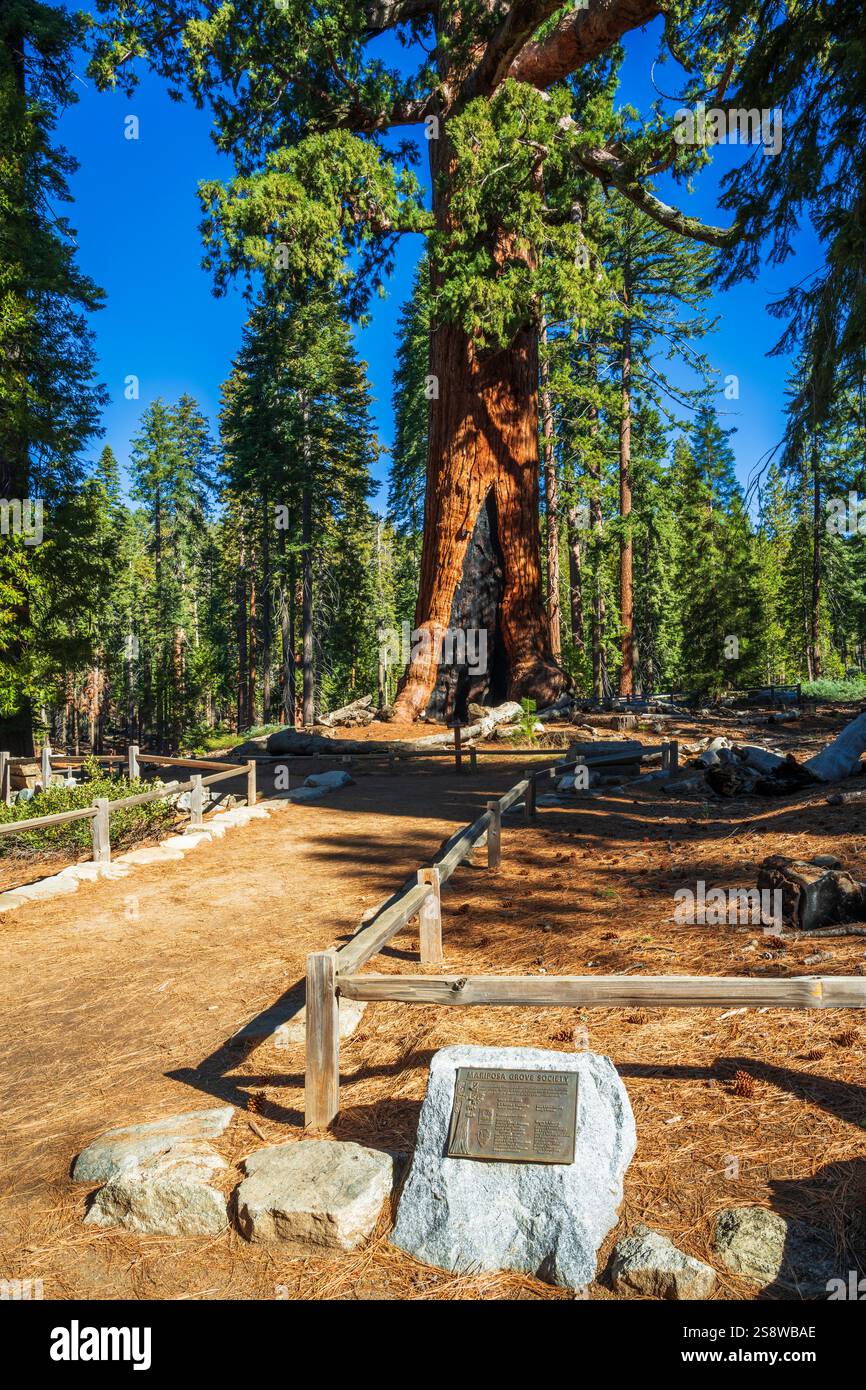 The Grizzly Giant Sequoia tree at Mariposa Grove, Yosemite National ...