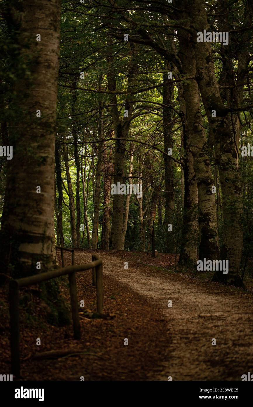 A scenic hiking trail through the dark and mysterious Umbra Forest ...