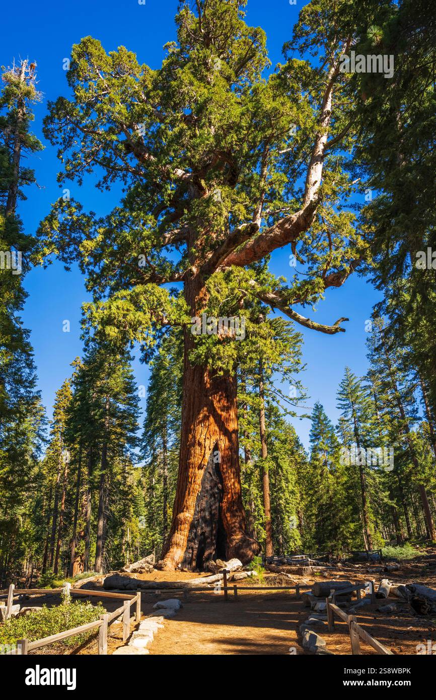 The Grizzly Giant Sequoia tree at Mariposa Grove, Yosemite National Park, California USA Stock ...