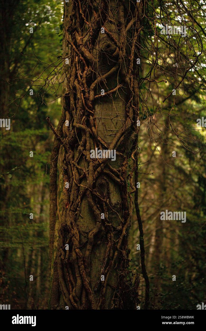 Wild vines and ivy cling to the trunk of a beech tree. Umbra Forest ...